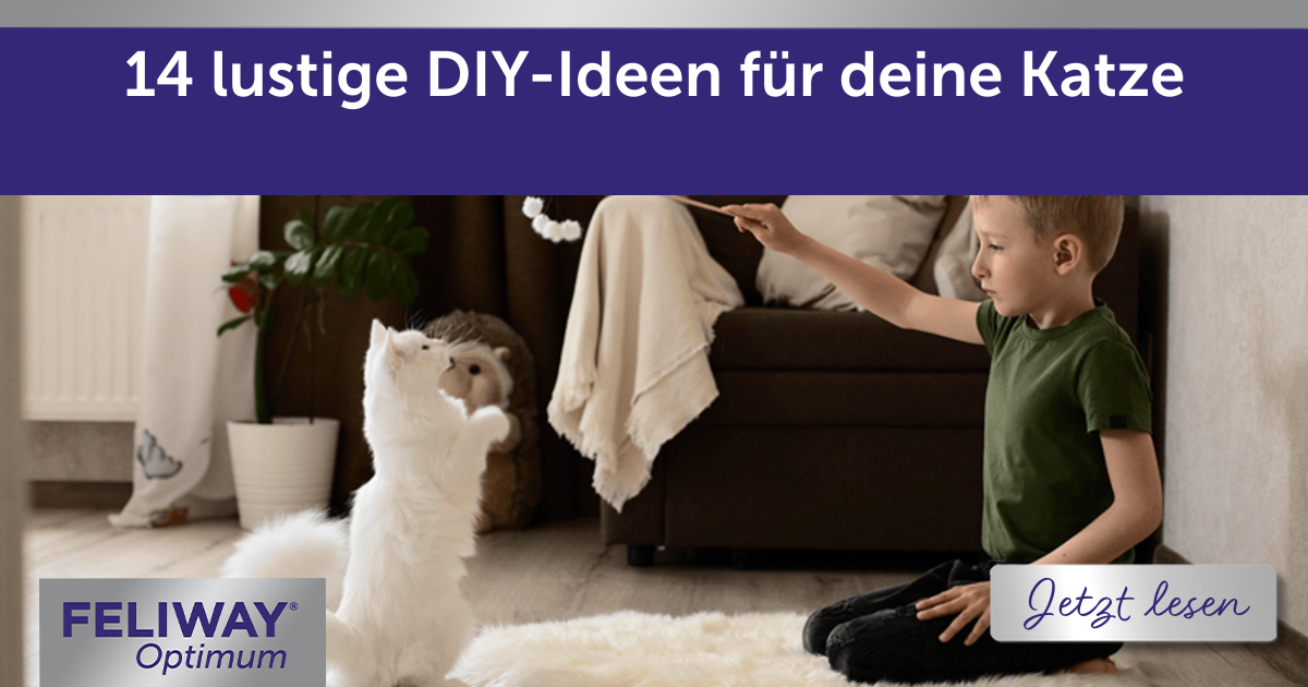 14 lustige DIY Bastelideen für deine Katze! | FELIWAY